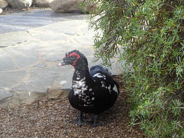 Gran Canaria, Maspalomas, Sonnenland