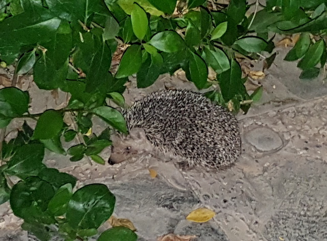 Gran Canaria, Maspalomas, Sonnenland